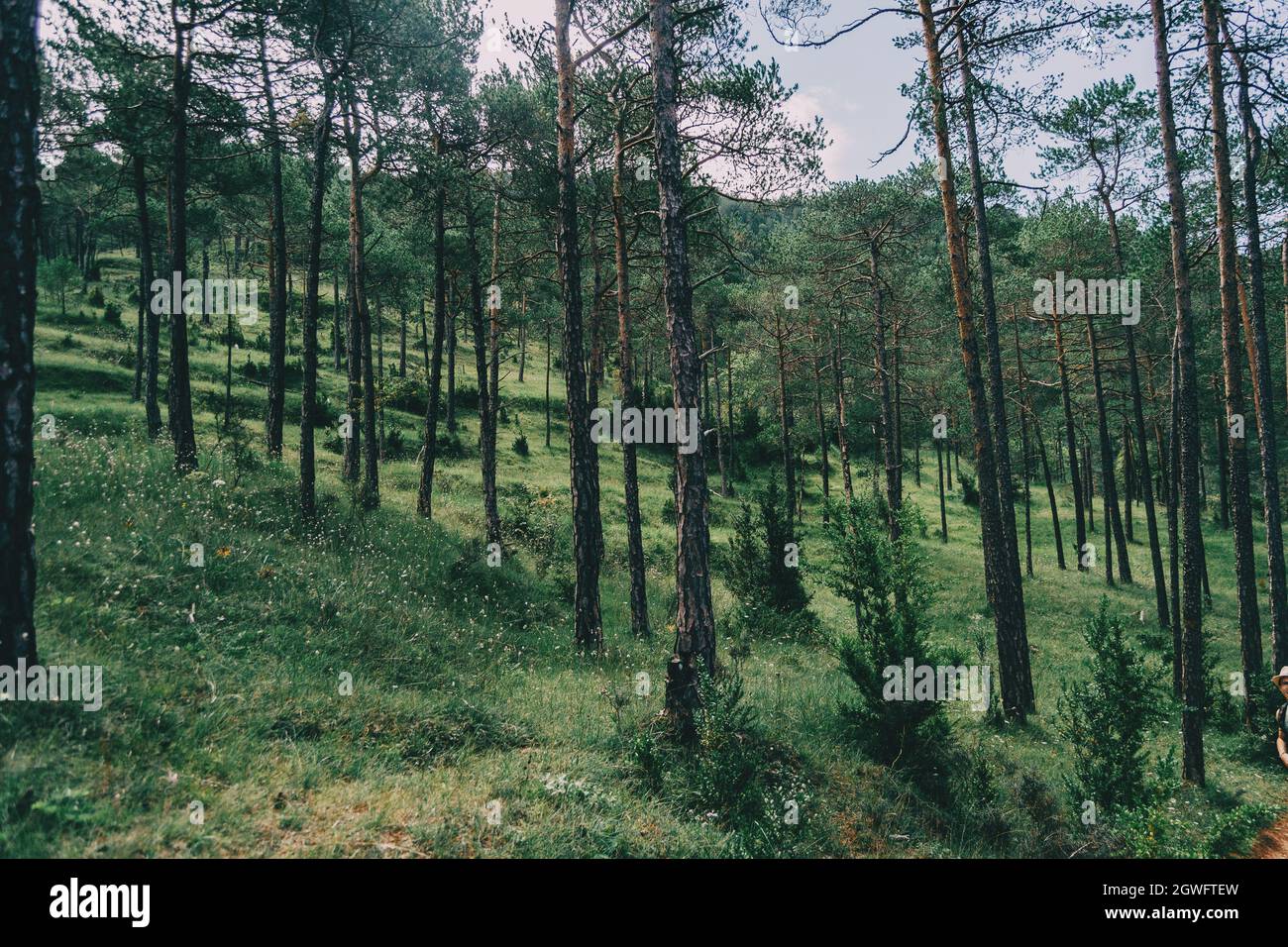 Trees Growing In Forest Stock Photo - Alamy