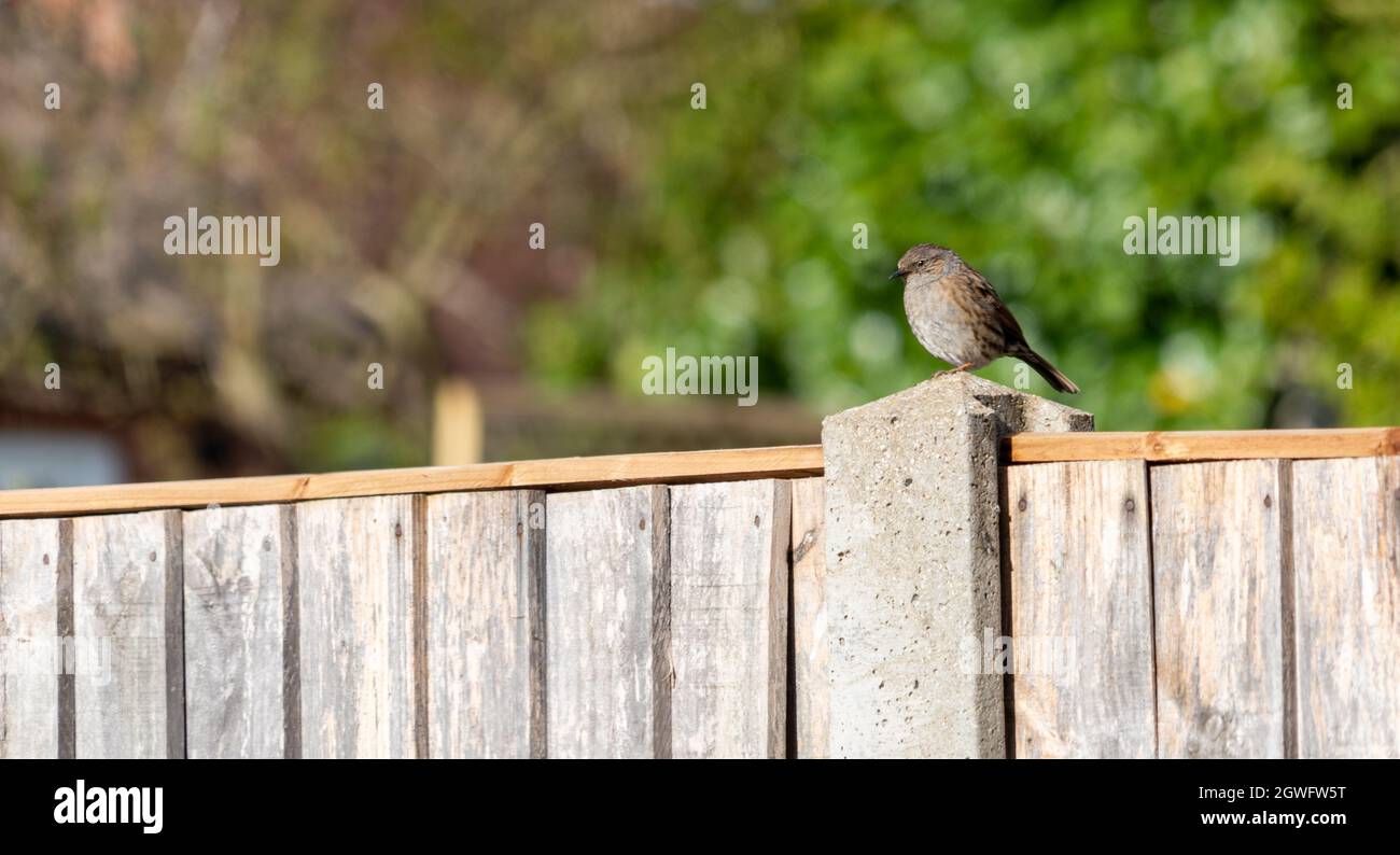 small dunnock song bird on fence Stock Photo - Alamy