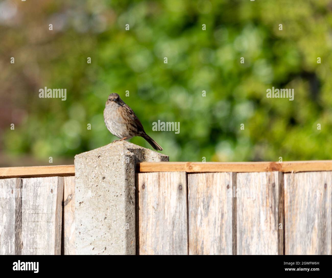 small dunnock song bird on fence Stock Photo - Alamy