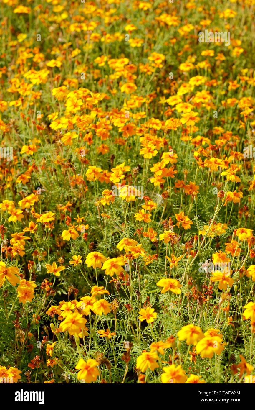 Marigold flowers hi-res stock photography and images - Alamy