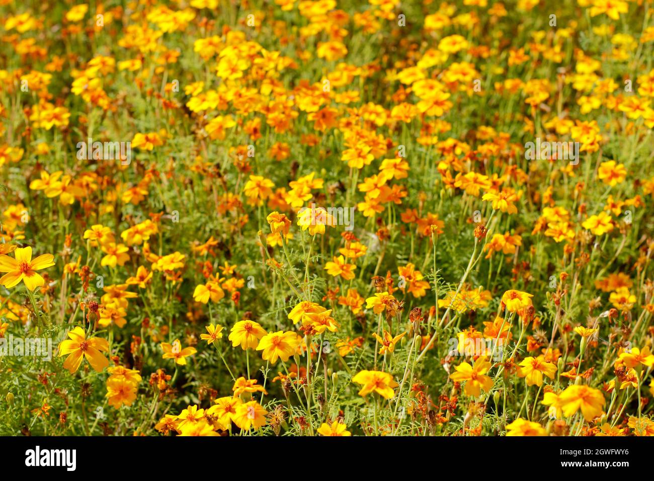 Marigold flowers hi-res stock photography and images - Alamy
