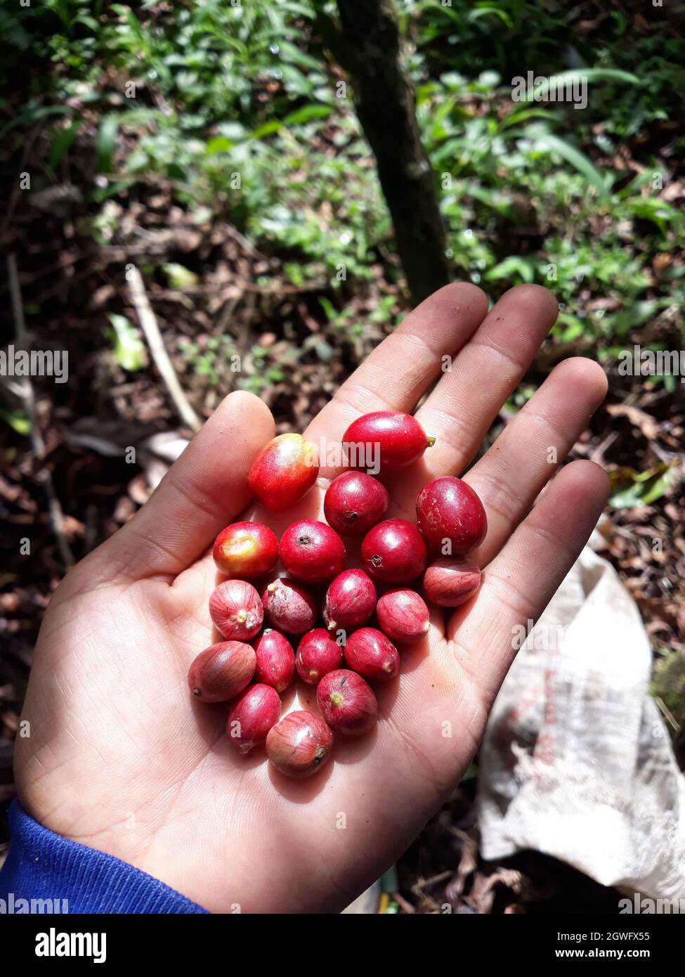Coffee cherry berry hi-res stock photography and images - Alamy