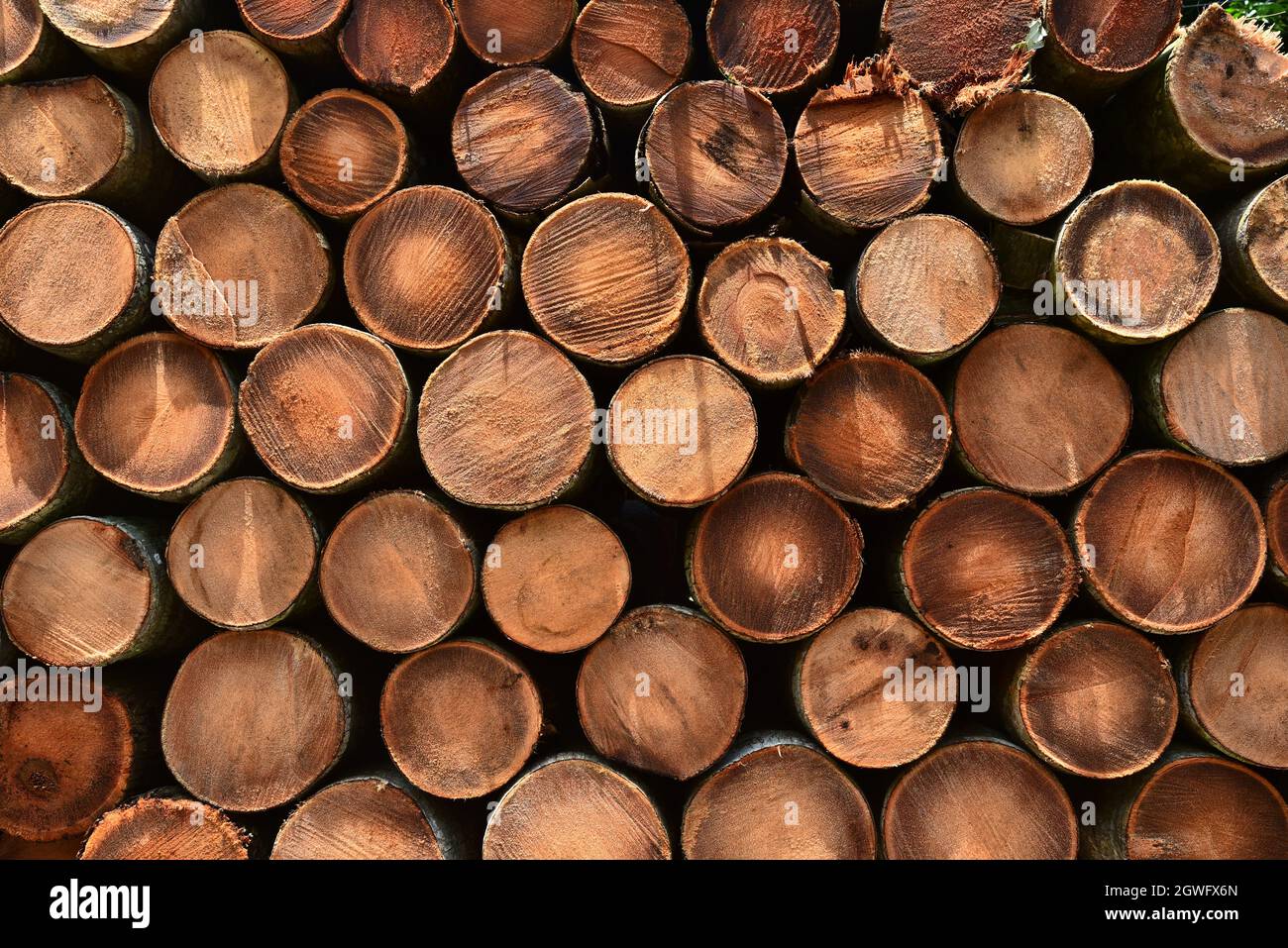 pile of coconut logs Stock Photo - Alamy