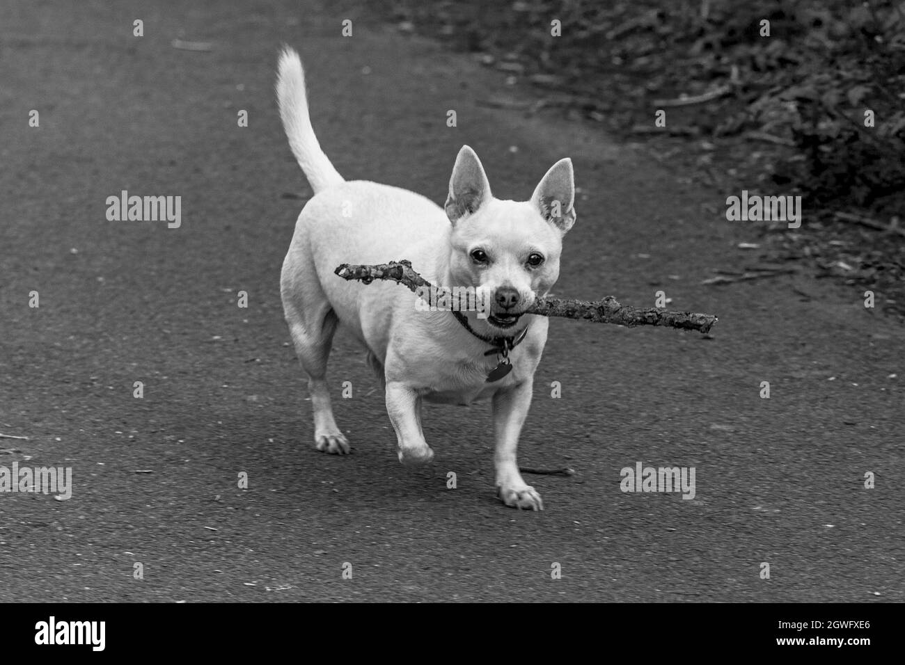 Small white dog running towards camera with stick in its mouth Stock ...