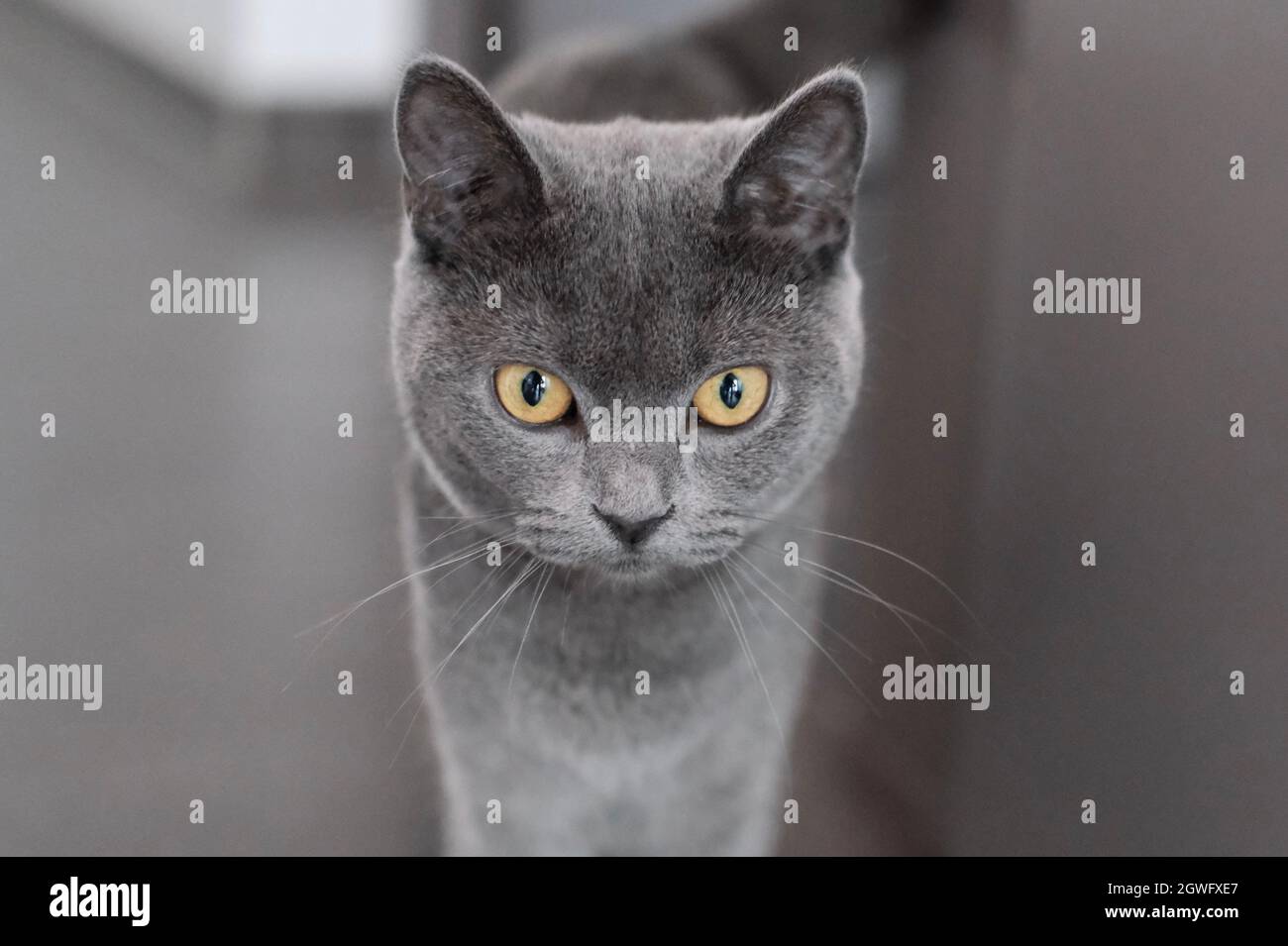 Chartreux cats hi-res stock photography and images - Alamy
