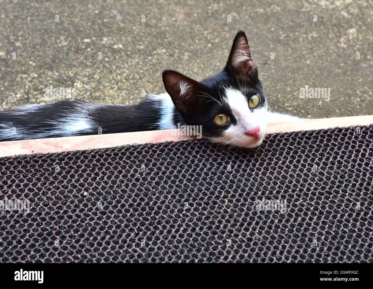 cute black and white cat domestic cat,india Stock Photo - Alamy