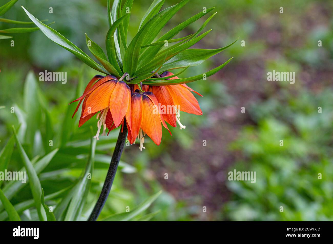 Crown imperial fritillaria imperialis hi-res stock photography and ...