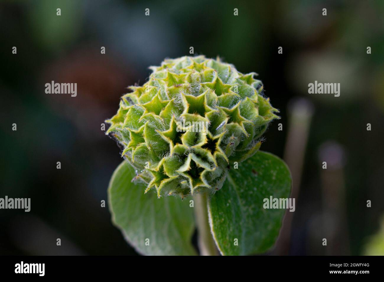 Turkish sage hi-res stock photography and images - Alamy