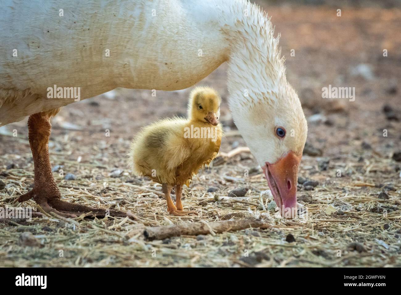Goose bending down hi-res stock photography and images - Alamy