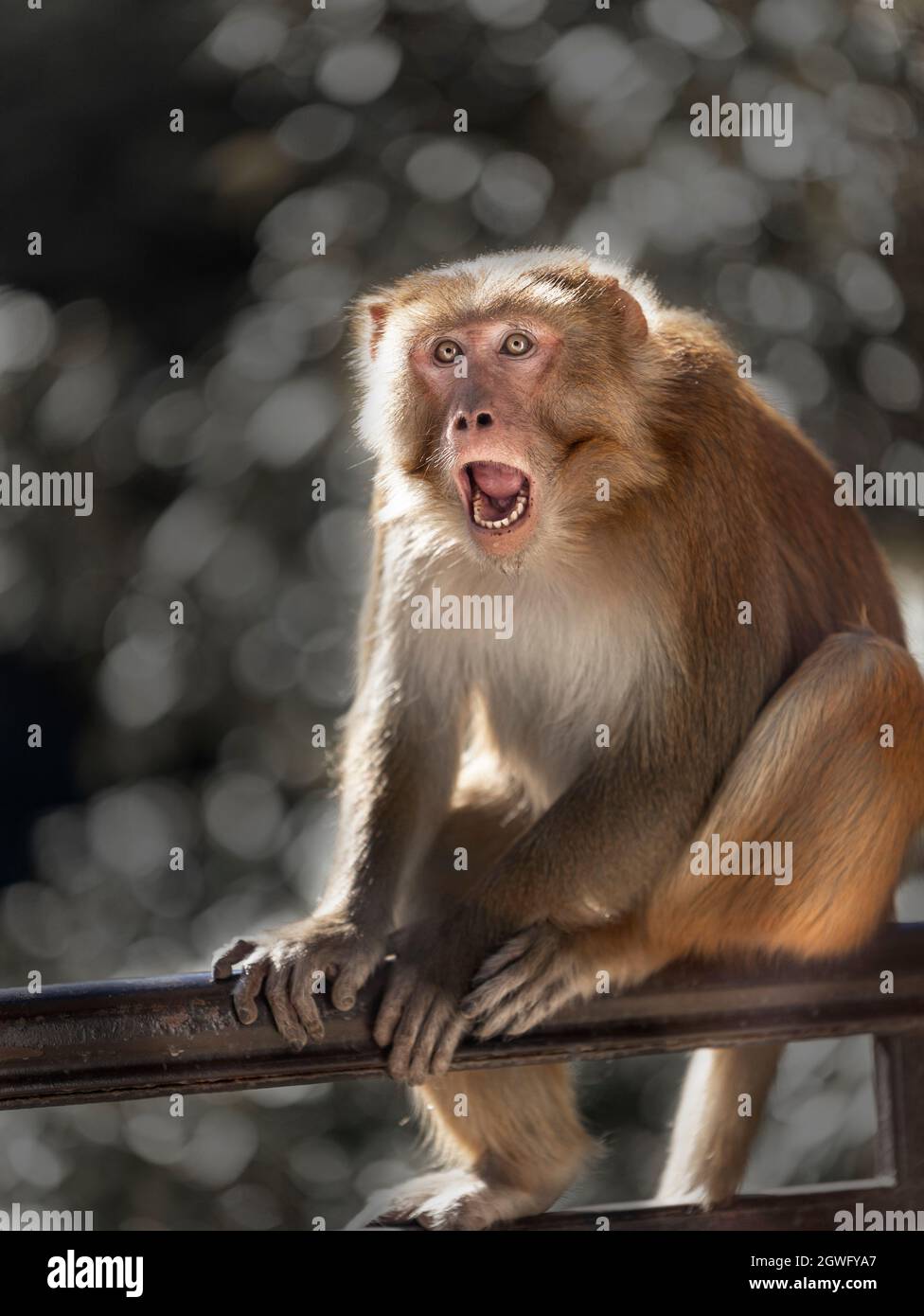 Angry guest hi-res stock photography and images - Alamy