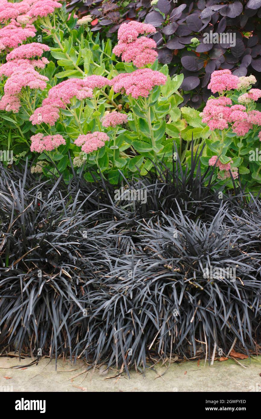 Black mondo grass, sedum and smoke bush. Ophiopogon planiscapus ...