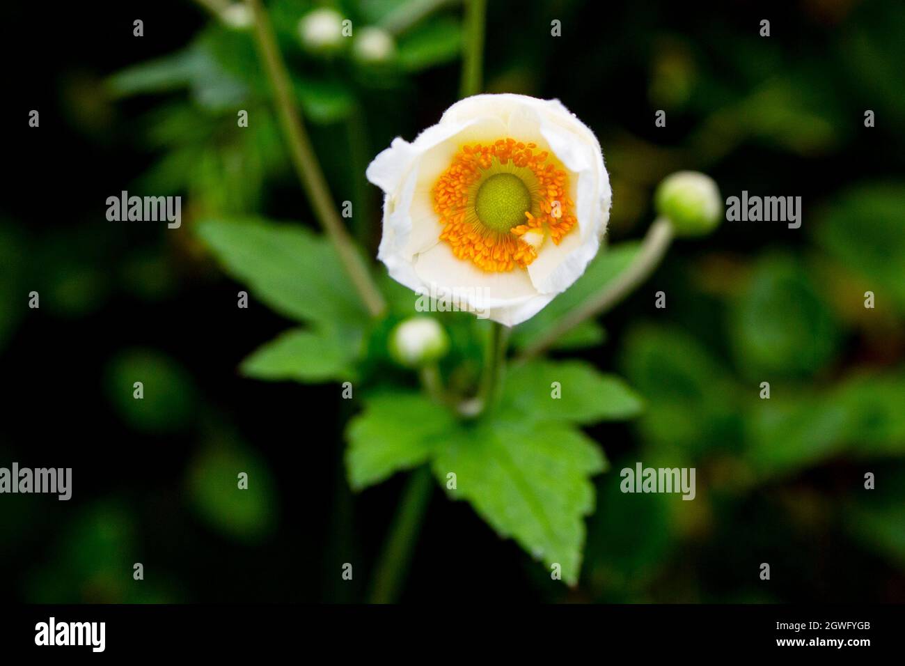 Japanese anemone flower hi-res stock photography and images - Alamy