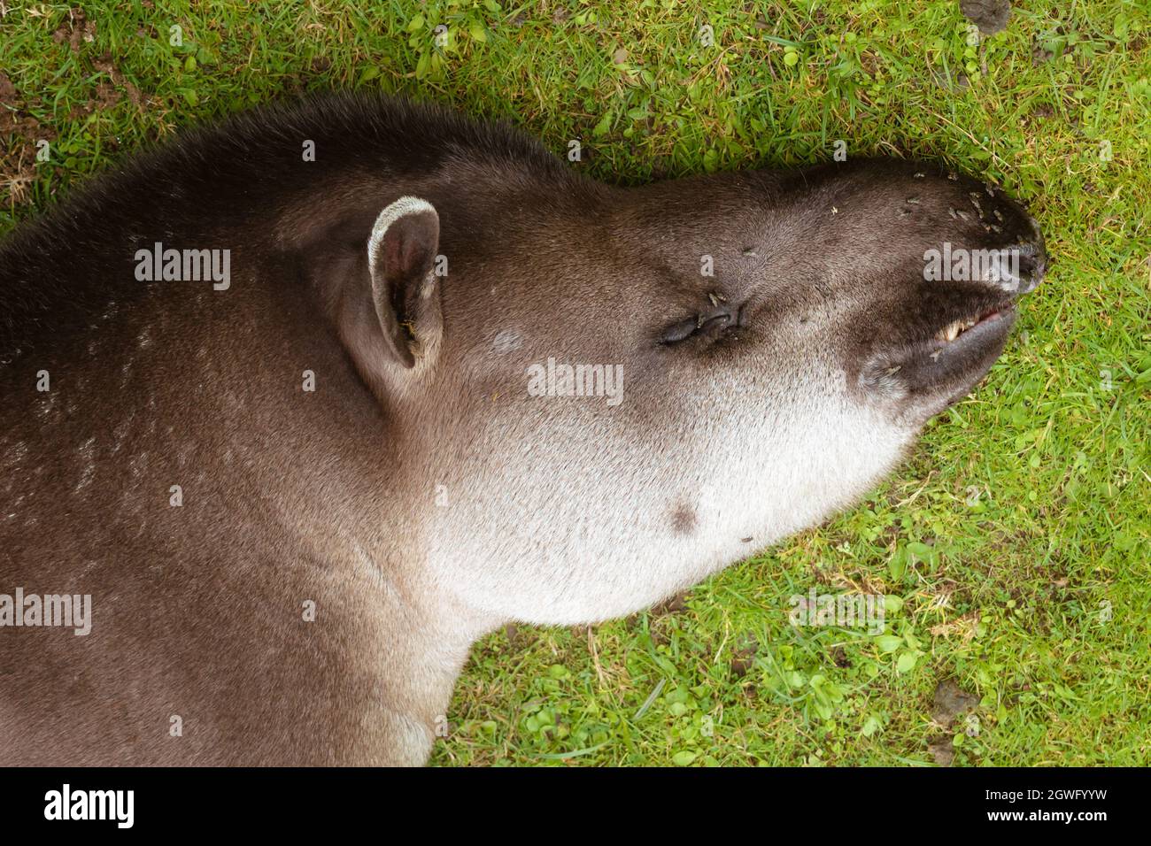 Close-up of head of Lowland Tapir lying down asleep on grass with flies ...