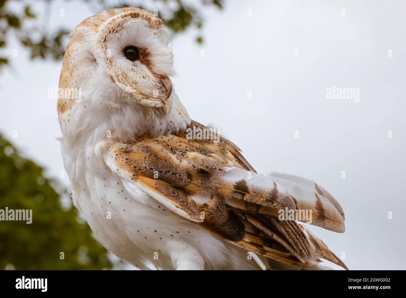 Barn owl head hi-res stock photography and images - Alamy