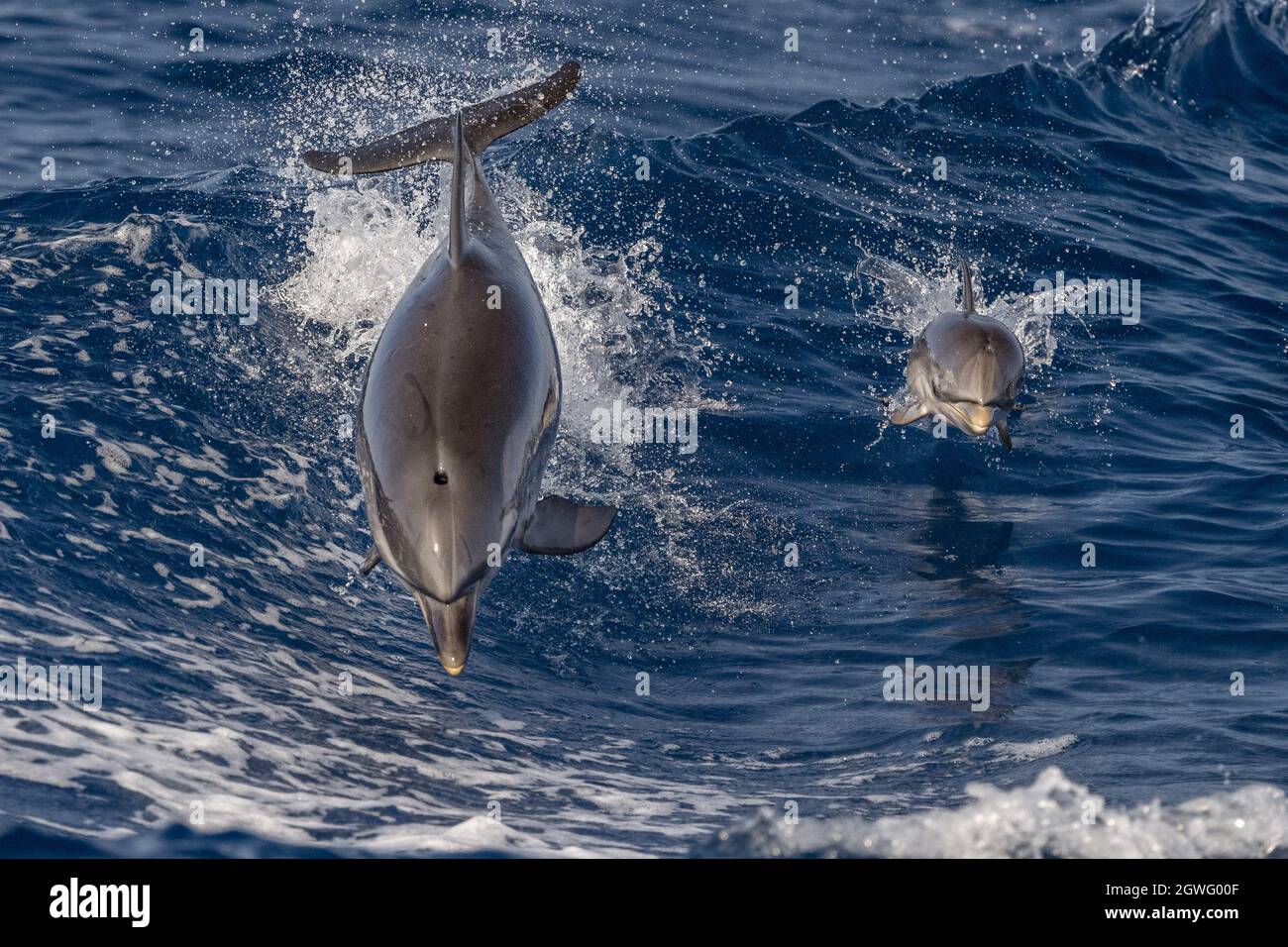 Baby Bottlenose Dolphins Jumping