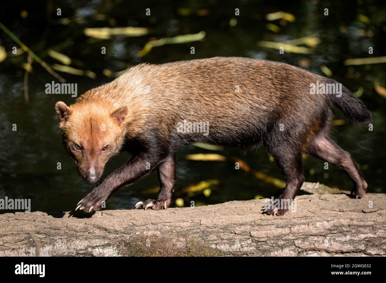 A bush dog walking along a log Stock Photo - Alamy