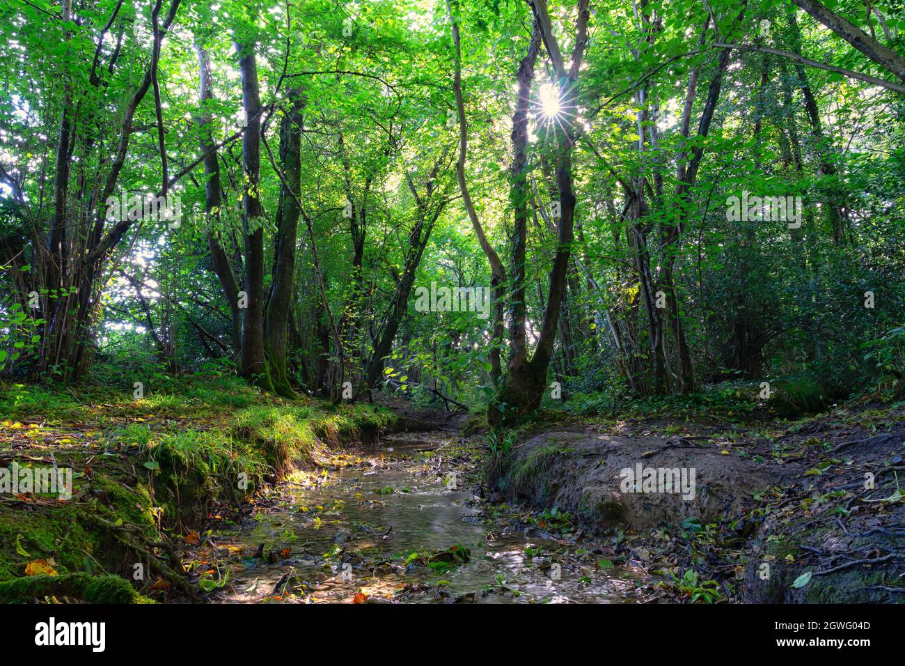 Woodland life cycle hi-res stock photography and images - Alamy