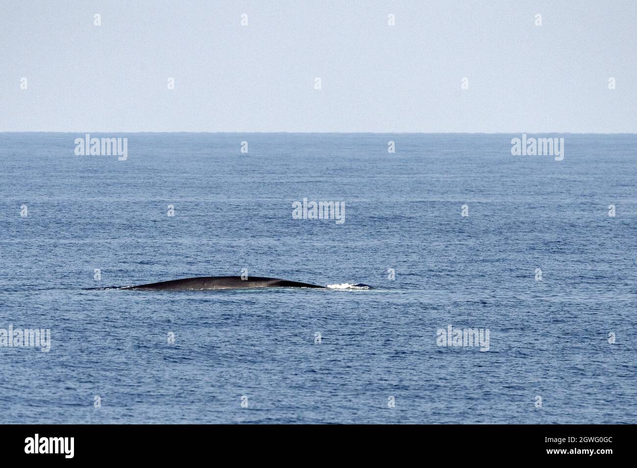 Fin whale damaged in boat collision propeller sign on body Stock Photo ...