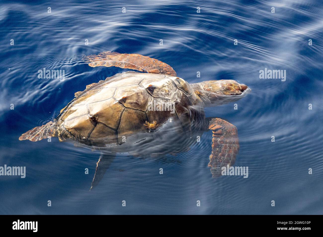 Crabs on the back of caretta turtle near sea surface for breathing in ...