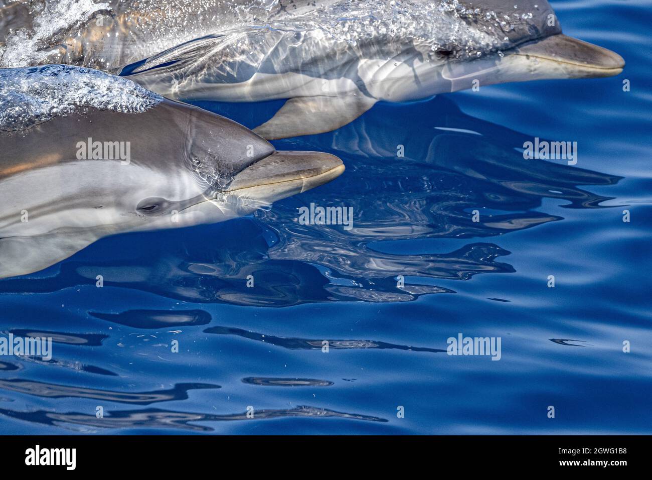striped dolphin jumping outside the sea Stock Photo - Alamy