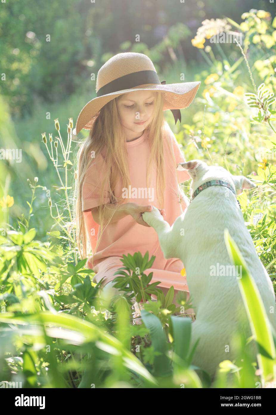 Little girl playing with a dog breed Jack Russell Terrier Stock Photo ...