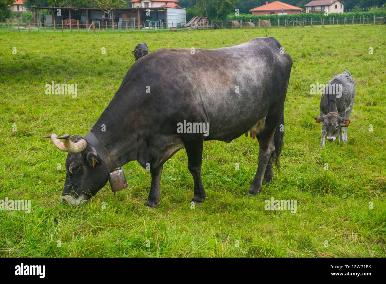 Tudanca cow with her calf. Carrejo, Cantabria, Spain Stock Photo - Alamy
