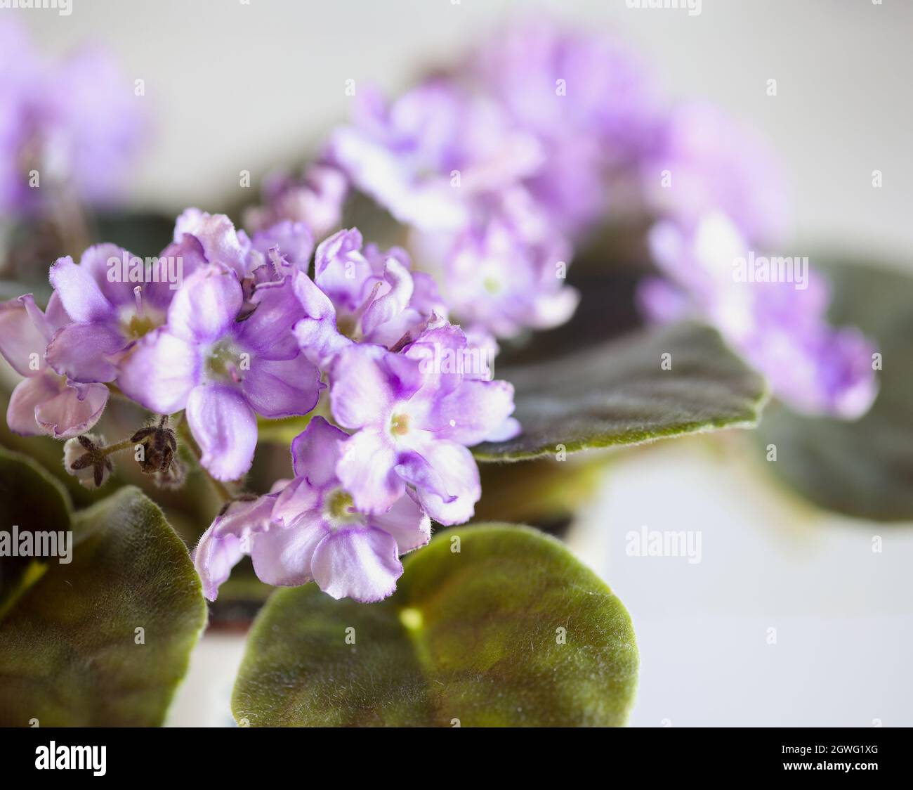 Ruffled leaf edges hi-res stock photography and images - Alamy