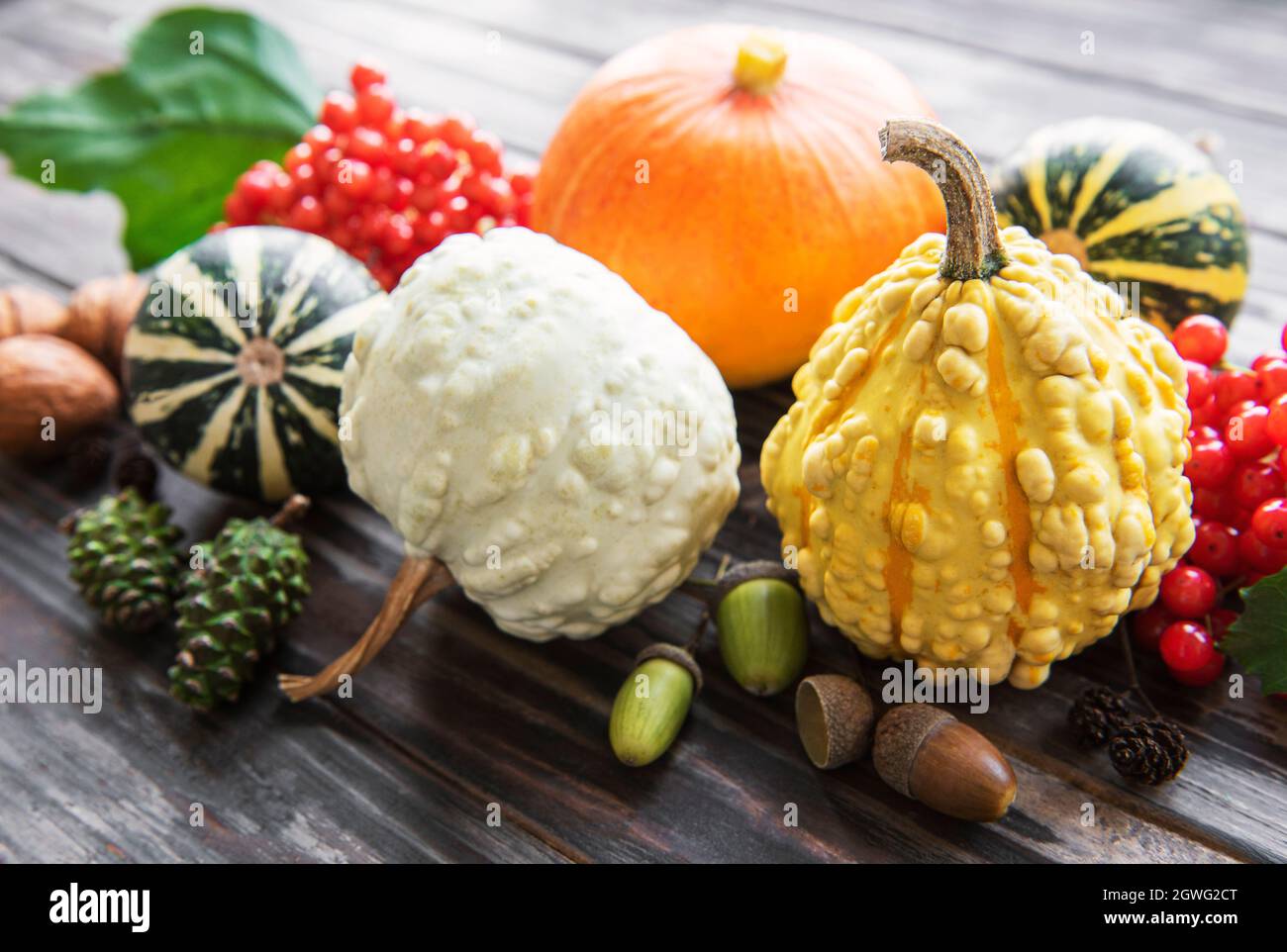 Fall composition with multi color pumpkins on rustic background Stock ...