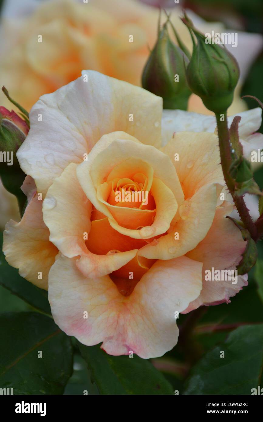 Lovely single rose in full bloom Stock Photo - Alamy