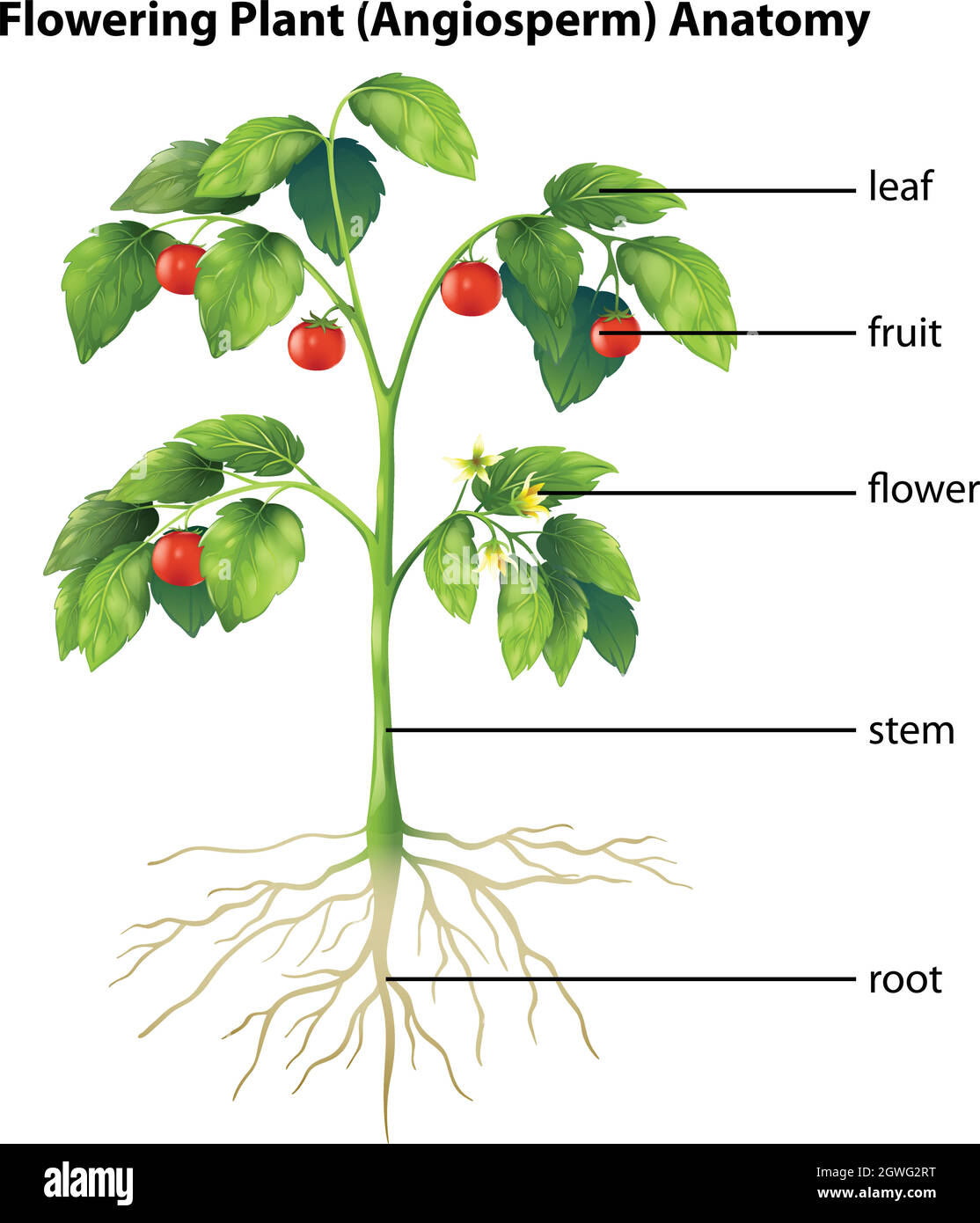 Parts of a plant Stock Vector Image & Art - Alamy