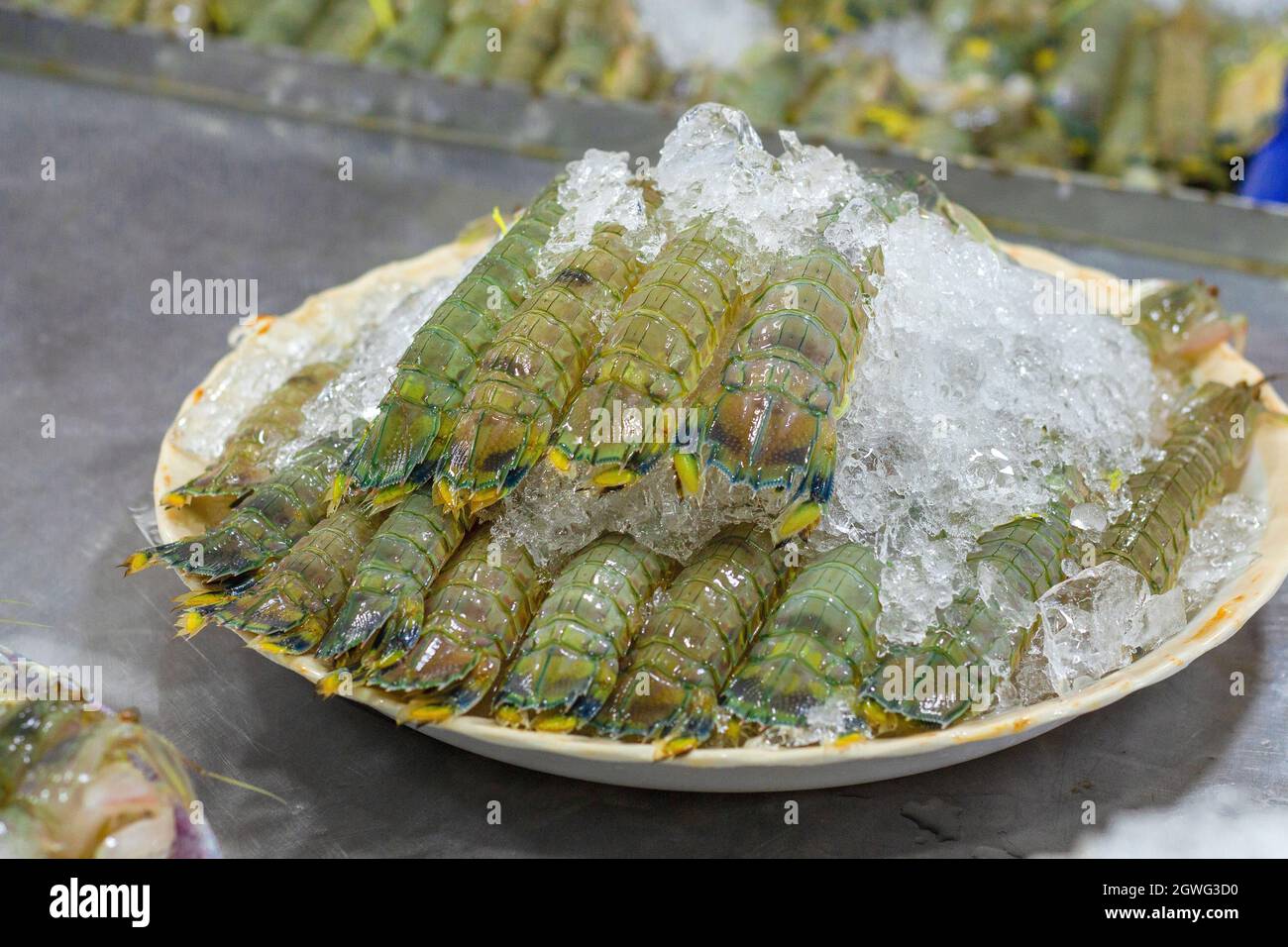 Praying mantis shrimp hi-res stock photography and images - Alamy