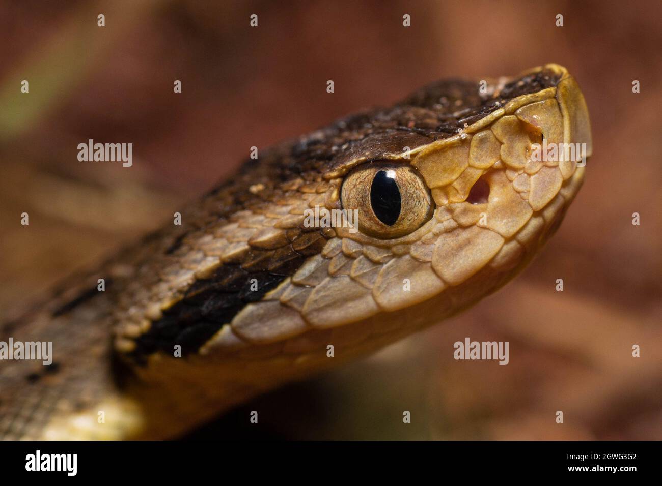 Bothrops brazil hi-res stock photography and images - Alamy