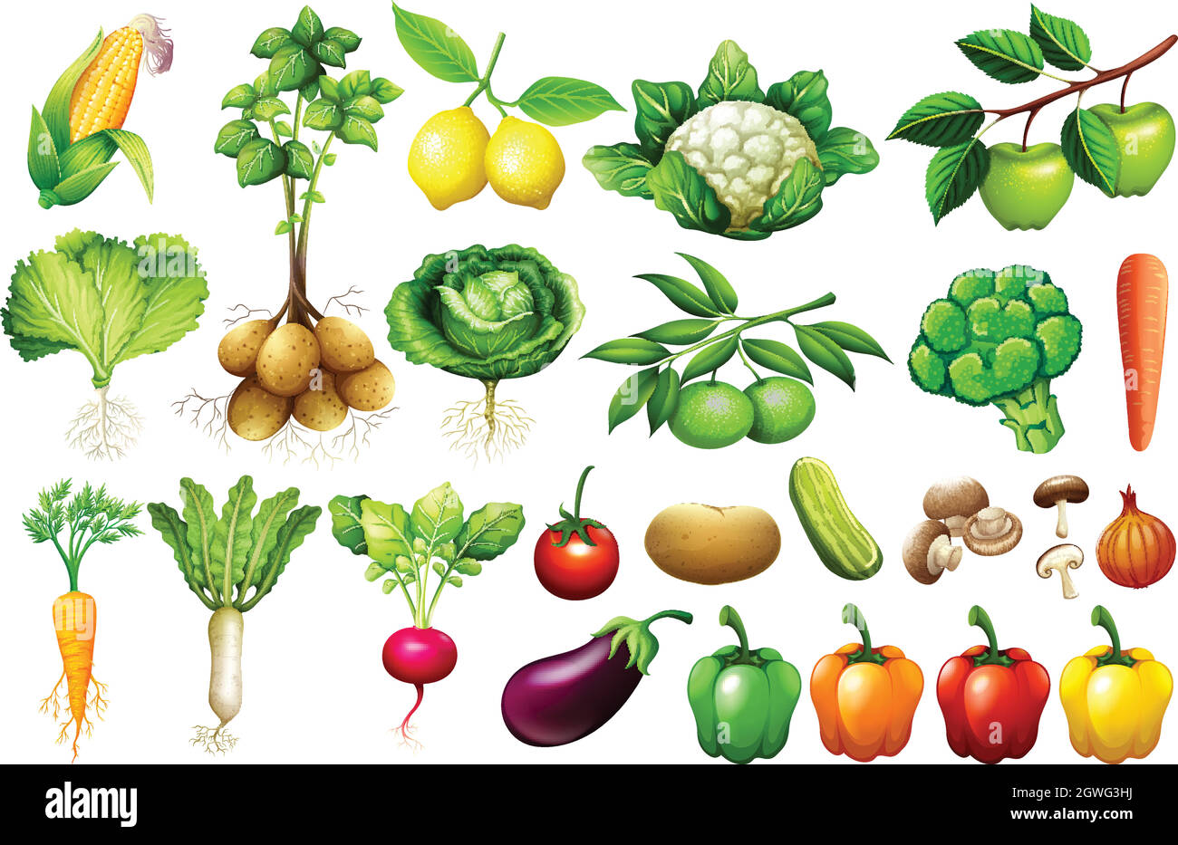 Vegetables white background many Stock Vector Images - Alamy