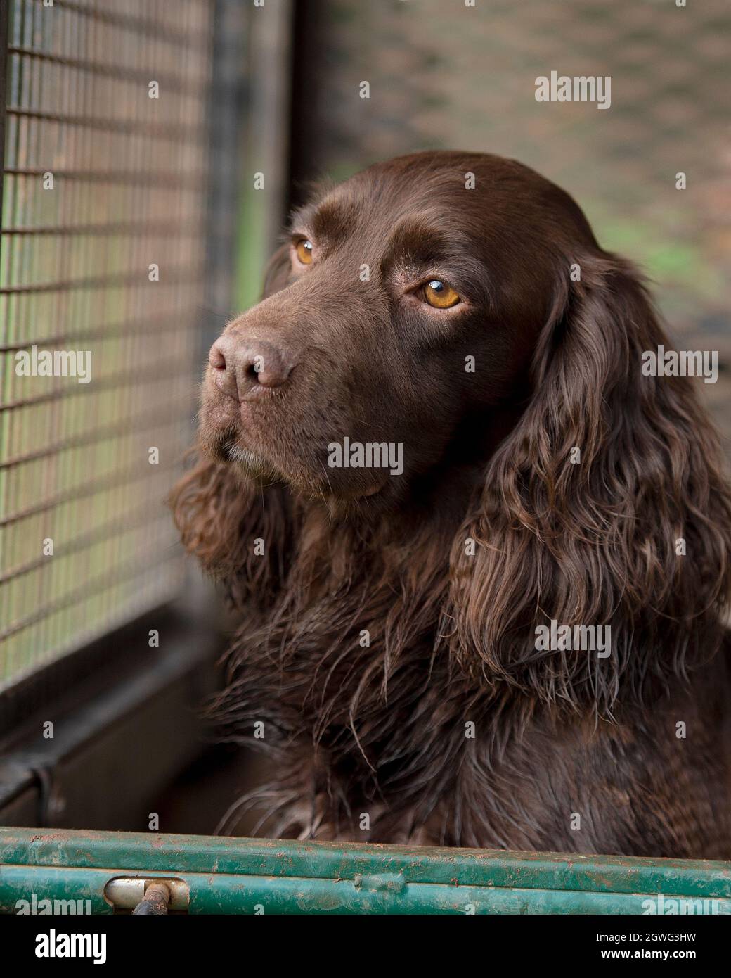 working cocker spaniel in a landrover Stock Photo - Alamy