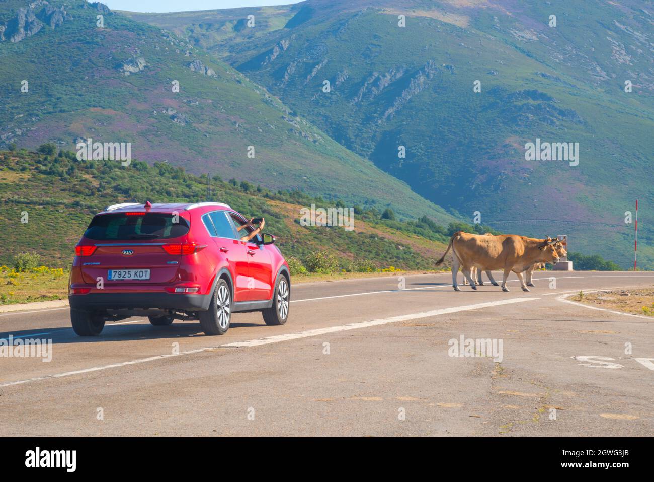 Cow driving car hi-res stock photography and images - Alamy