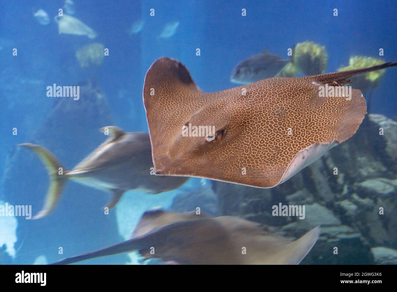 Sting ray underwater close up portrait in the blue Stock Photo - Alamy