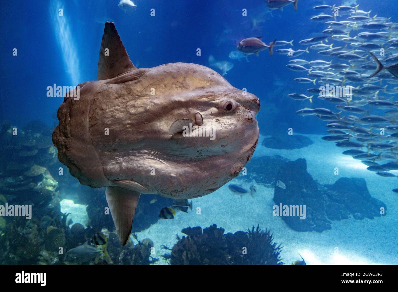 Sunfish underwater close up portrait view Stock Photo - Alamy