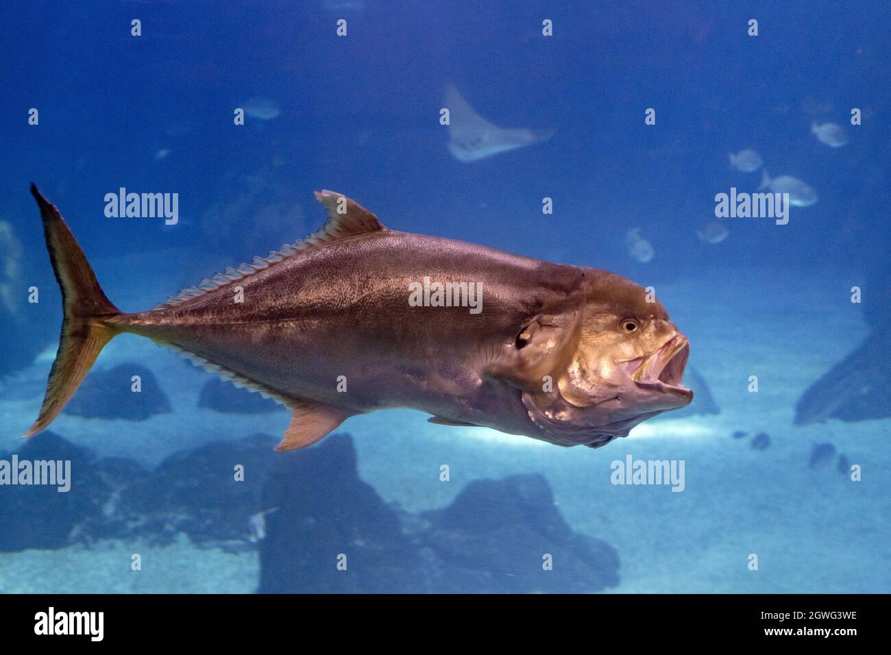 Tuna eating underwater close up open mouth Stock Photo - Alamy