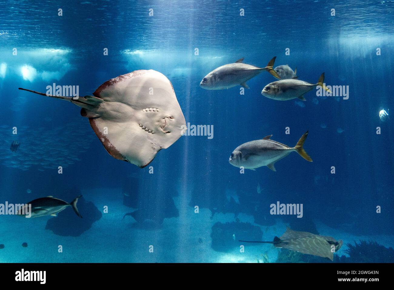 Sting ray underwater close up portrait in the blue Stock Photo - Alamy