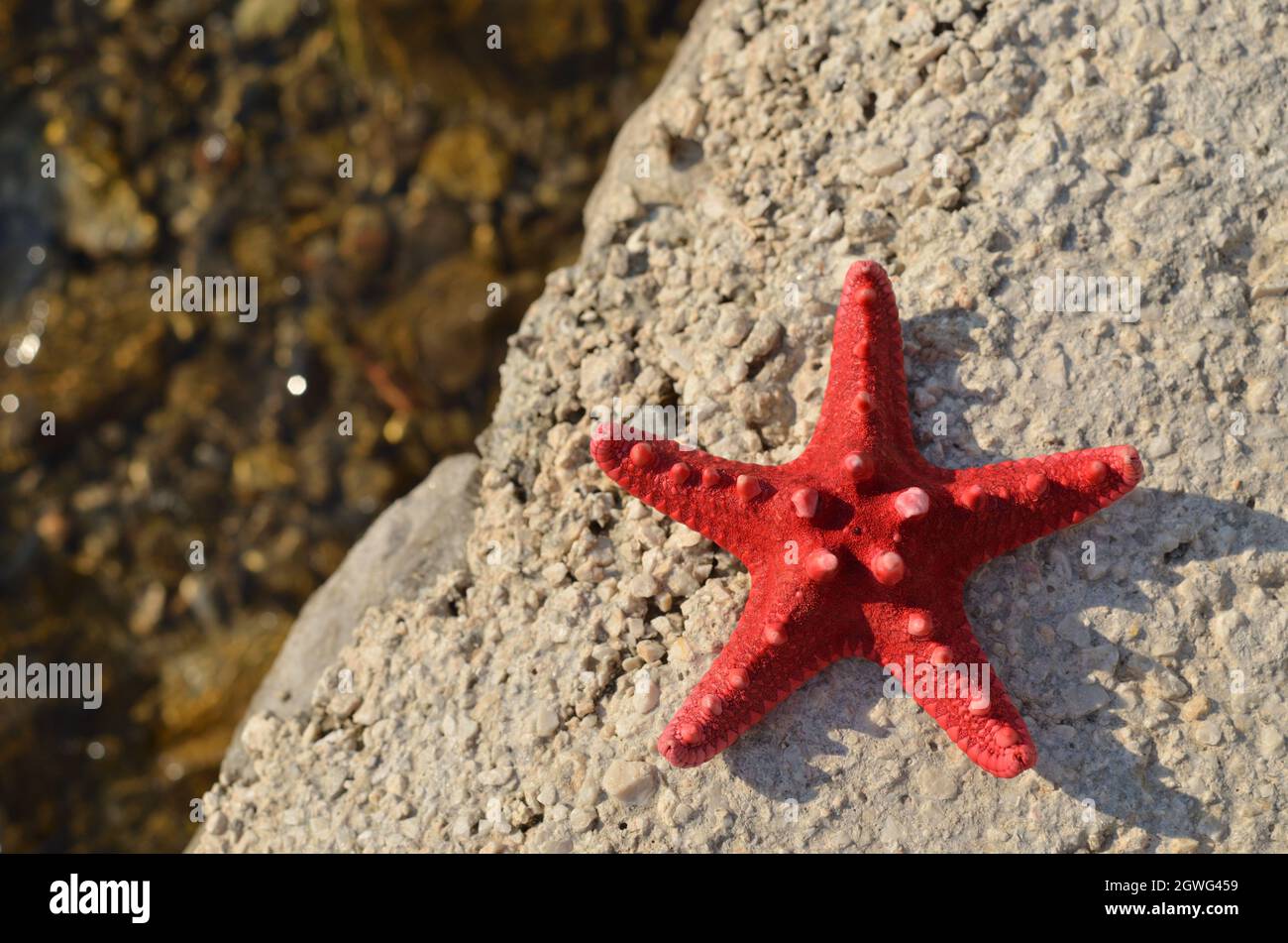 Death of a starfish hi-res stock photography and images - Alamy