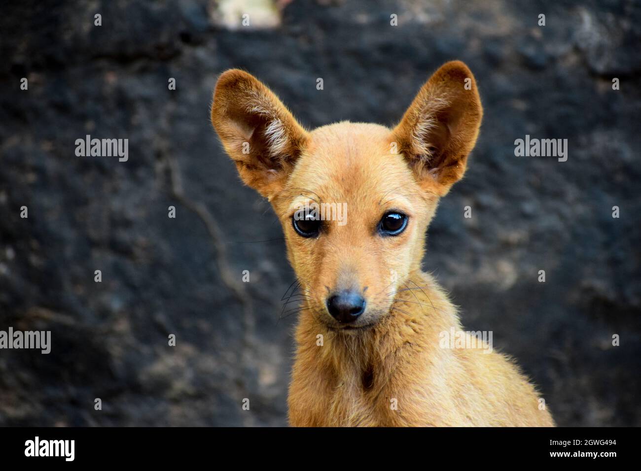 Very humble animal hi-res stock photography and images - Alamy