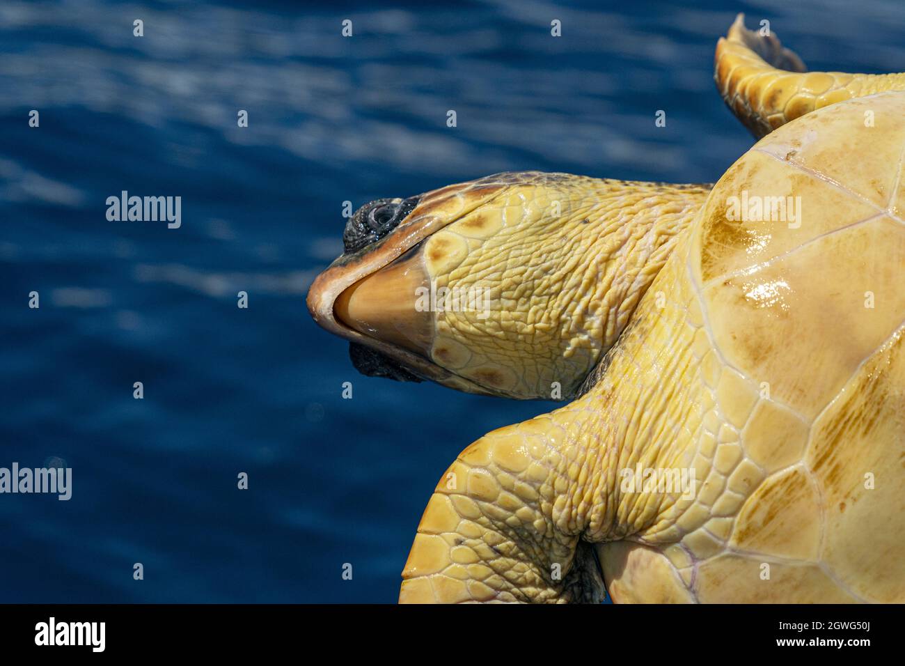 Injured reptile hi-res stock photography and images - Alamy