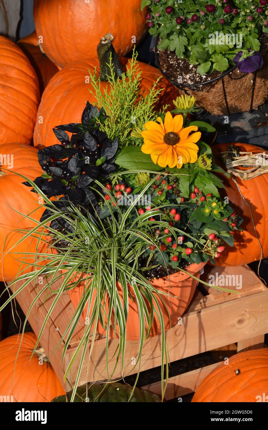 Lovely autumn floral display with pumpkins Stock Photo - Alamy