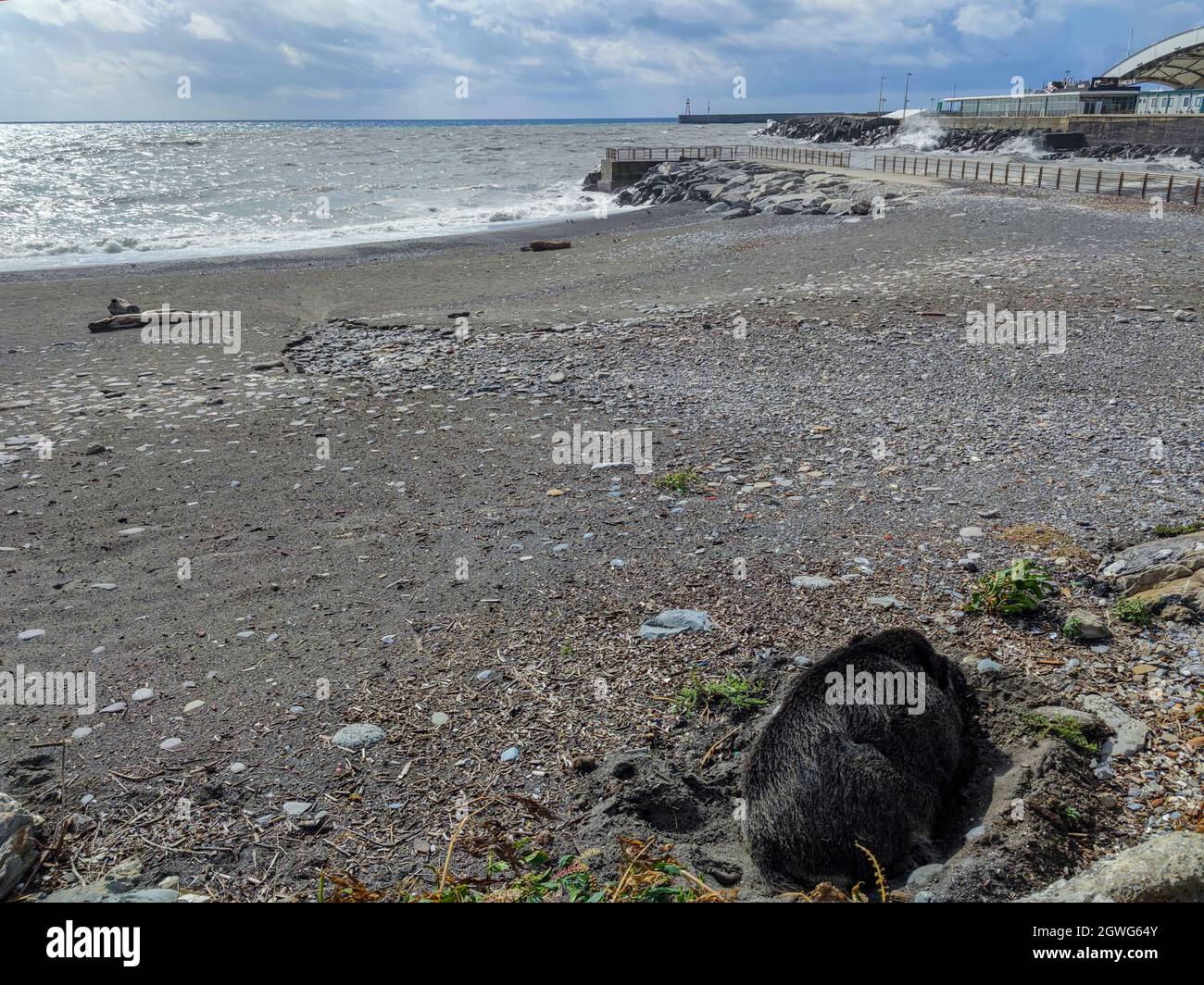 Wild boar pig relaxing on the beach in Genoa town Italy Stock Photo - Alamy