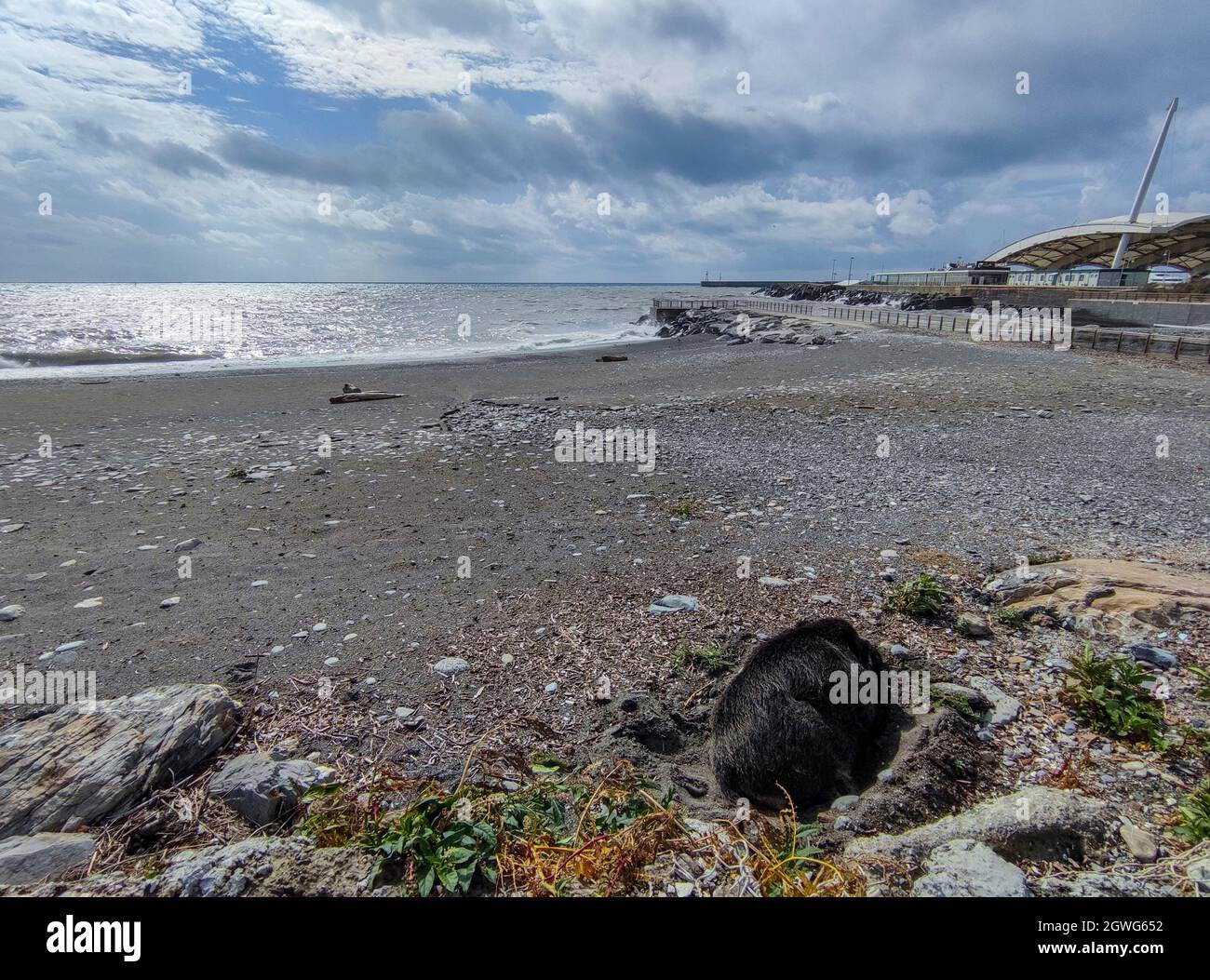 Wild boar* italy forest hi-res stock photography and images - Alamy