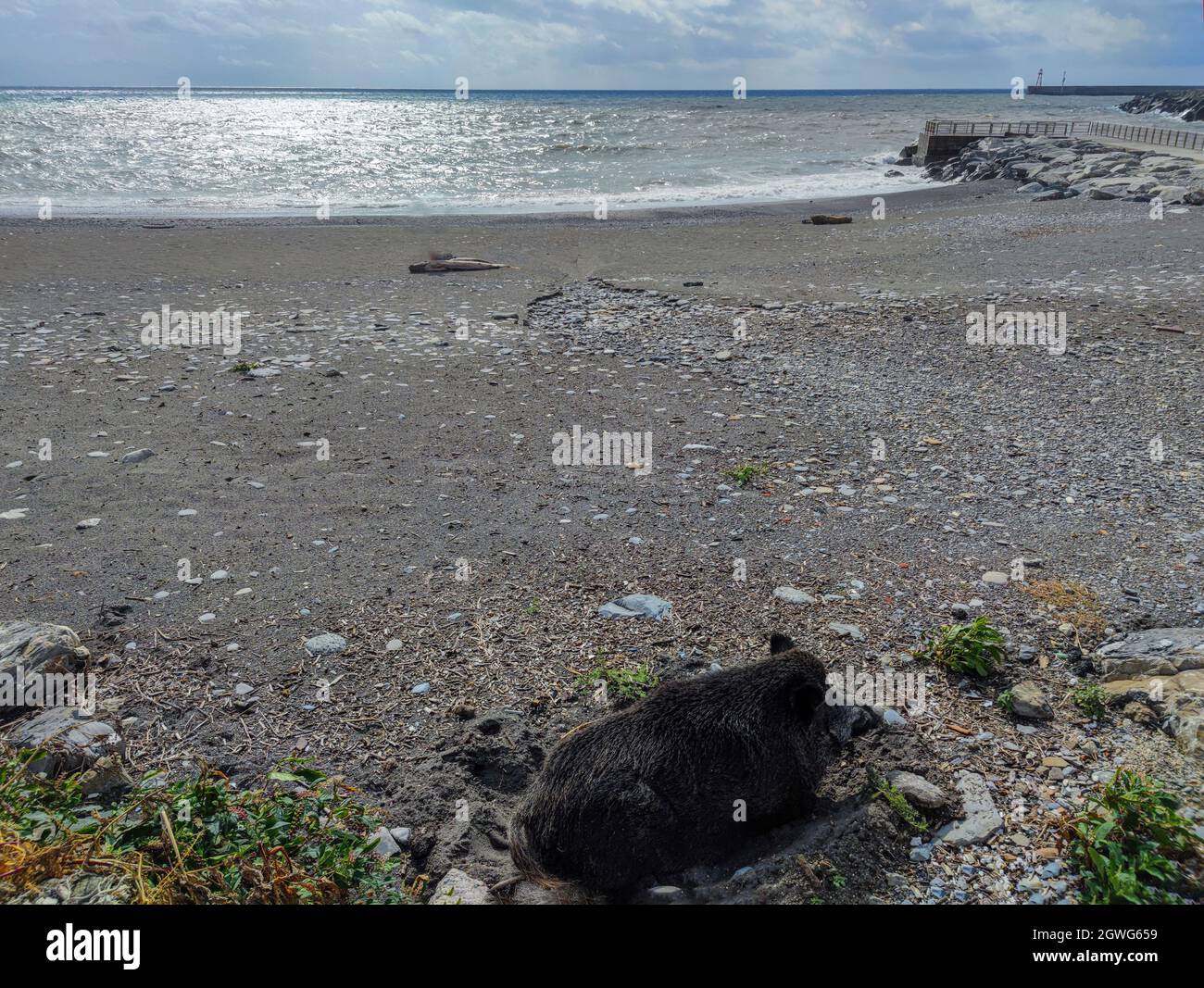 Wild boar pig relaxing on the beach in Genoa town Italy Stock Photo - Alamy