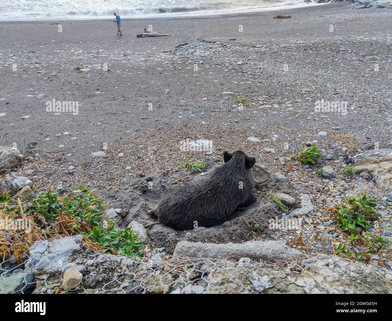 Wild boar pig relaxing on the beach in Genoa town Italy Stock Photo - Alamy