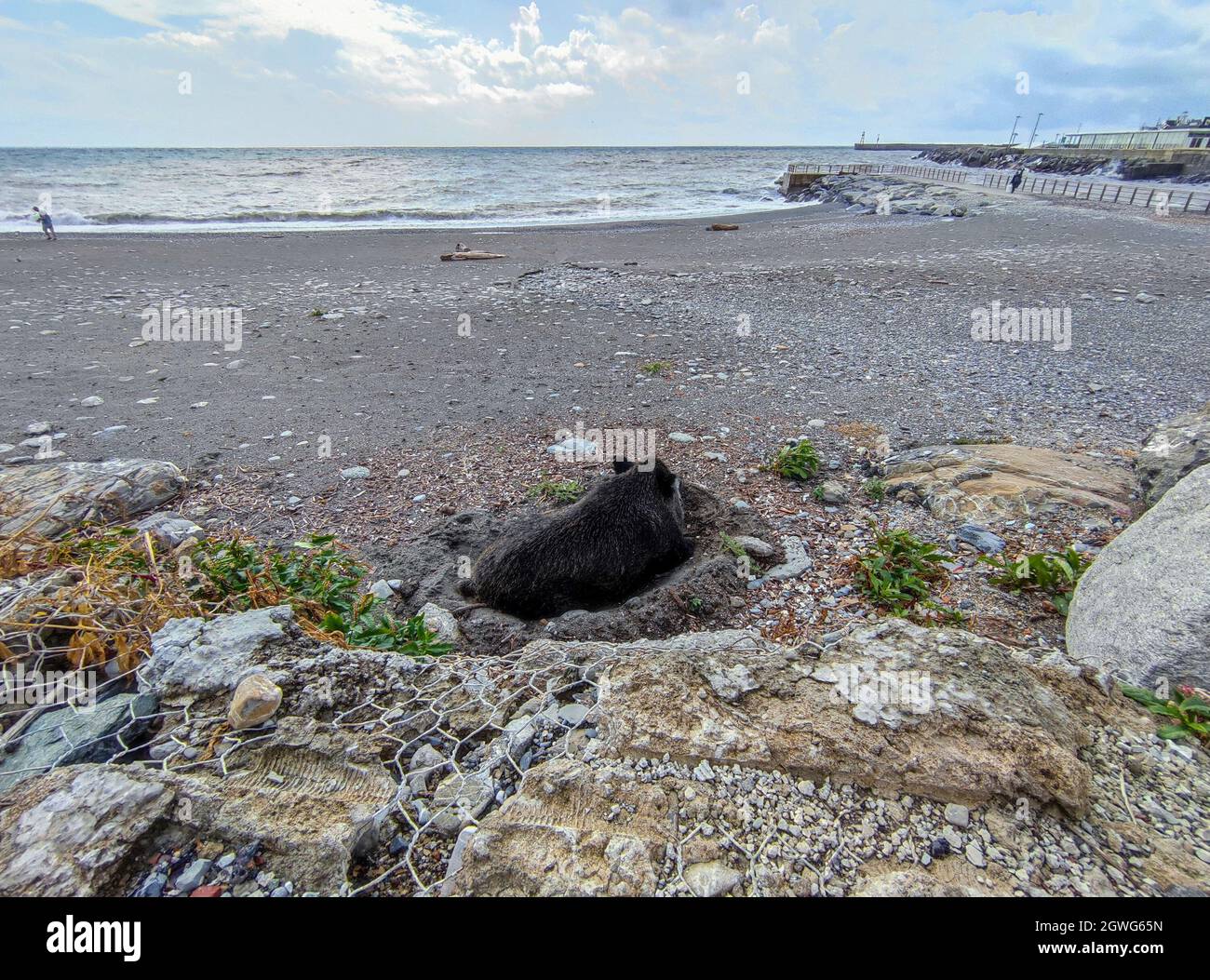 Wild boar pig relaxing on the beach in Genoa town Italy Stock Photo - Alamy