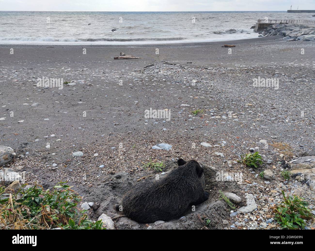 Wild boar pig relaxing on the beach in Genoa town Italy Stock Photo - Alamy