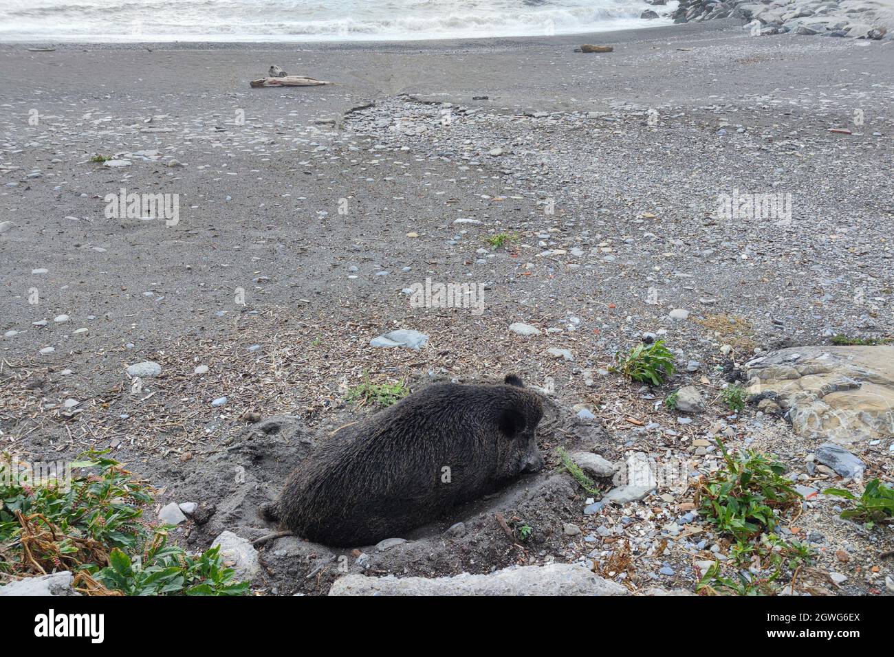 Wild boar pig relaxing on hi-res stock photography and images - Alamy